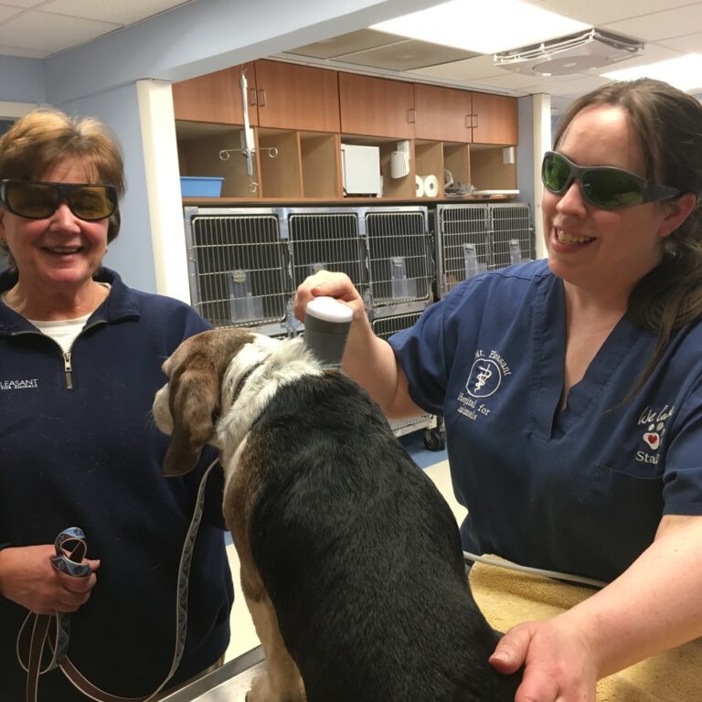 Hospital for Animals | Mt. Pleasant Hospital for Animals